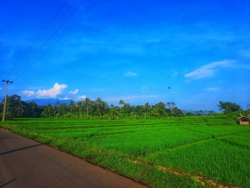 Beautiful and Beautiful View of the Expanse of Green Rice Fields Stock ...