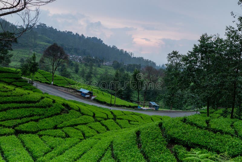 Beautiful View of the Expanse of Tea Gardens Stock Photo - Image of ...