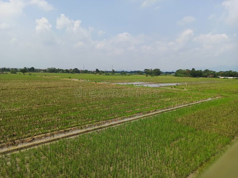 A Beautiful View of Expansive Rice Fields, Divided into Square Plots ...