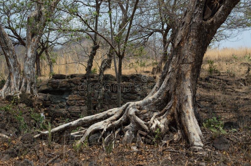 Beautiful View of the Exposed Roots of an Old Tree Stock Image - Image ...