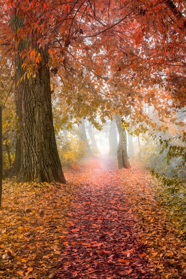Beautiful View of a Fall Foliage Tree and Fallen Leaves in the Forest ...