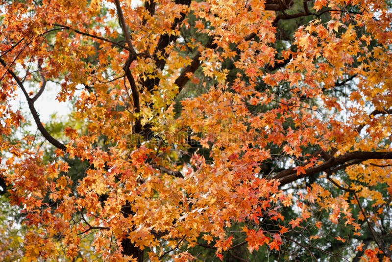 Beautiful View of Fall Foliage Tree Leaves Stock Image - Image of ...