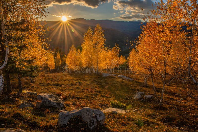Beautiful View of Fall Foliage Trees in the Forest during Sunset Stock ...