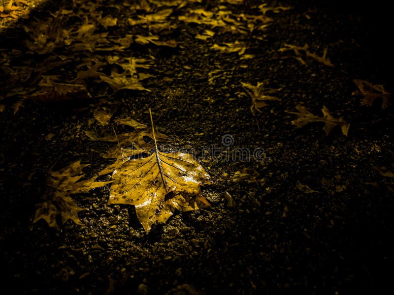 Beautiful View of a Fallen Fall Leaf Stock Image - Image of fallen ...