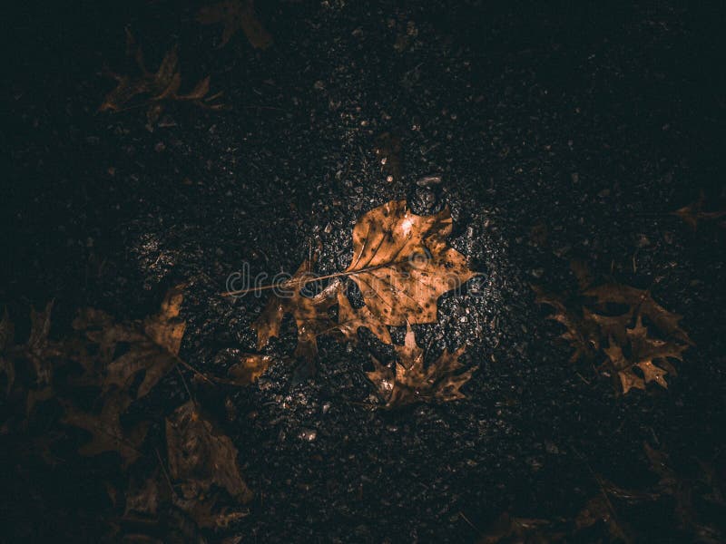 Beautiful View of a Fallen Fall Leaf on the Ground Stock Image - Image ...