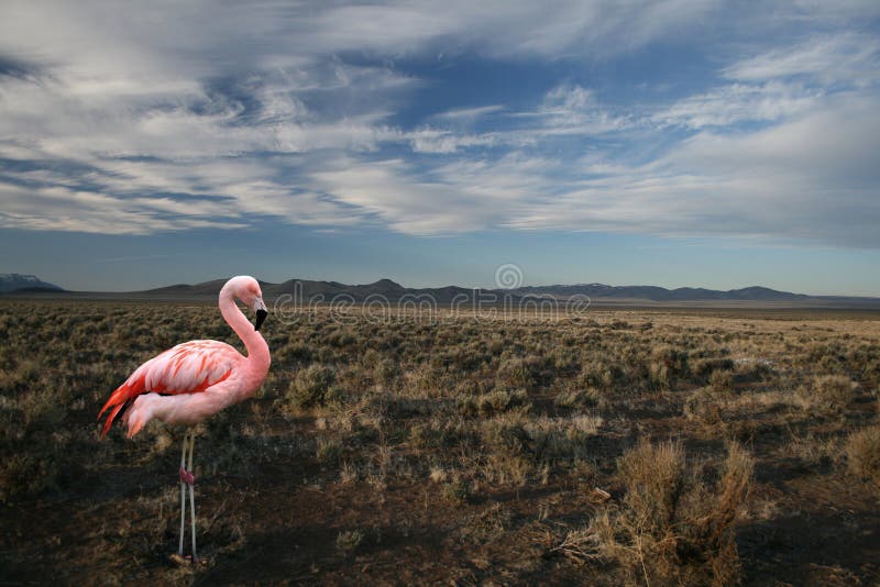 Beautiful View of a Field and a Flamingo Standing Stock Image - Image ...