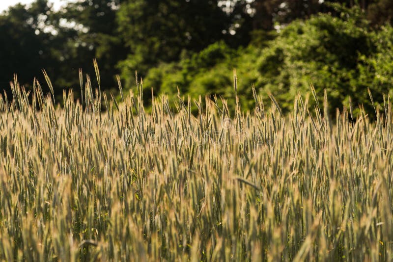 Beautiful View of a Field of Green Triticale Grass Stock Image - Image ...