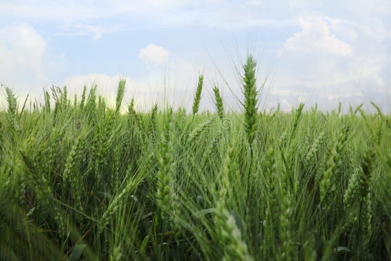 Beautiful View of Field with Wheat Stock Photo - Image of farm, grass ...