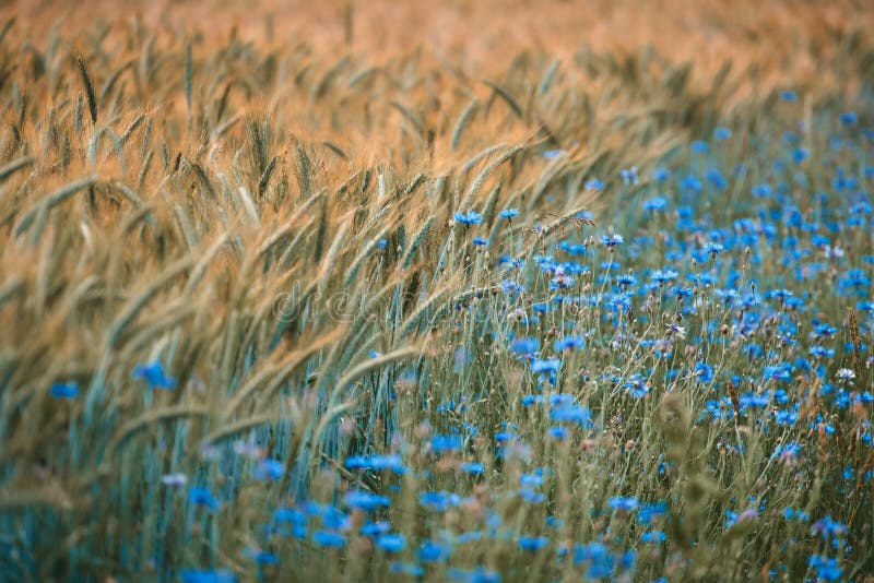 Beautiful View of the Field of Wheat and Blue Wildflowers Stock Image ...
