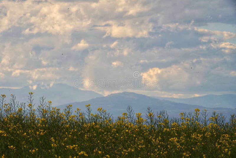 Beautiful View of a Field with Yellow Wildflowers Stock Photo - Image ...