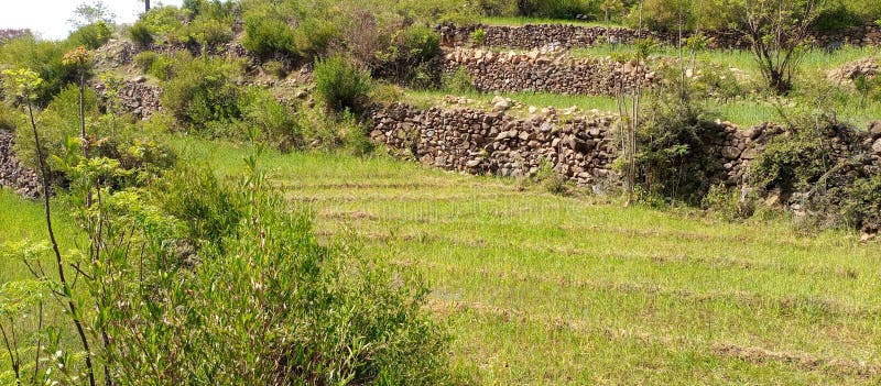 Beautiful View of Fields and Crops Kpk Pakistan Stock Photo - Image of ...
