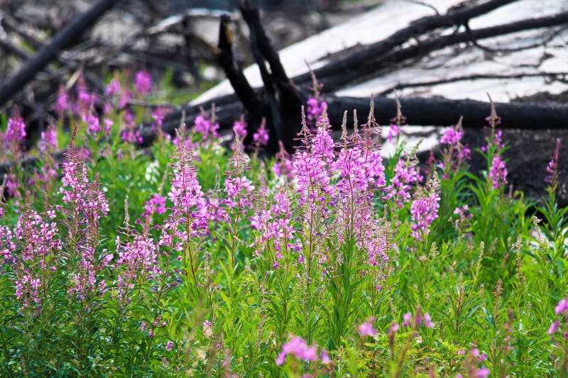 A Beautiful View of Fireweed Growing after a Forest Fire Stock Image ...