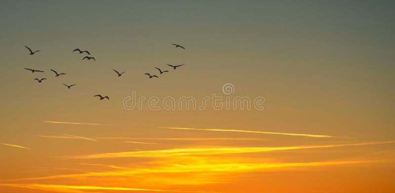 Beautiful View of a Flock of Birds Flying Under the Sunset Sky Stock ...
