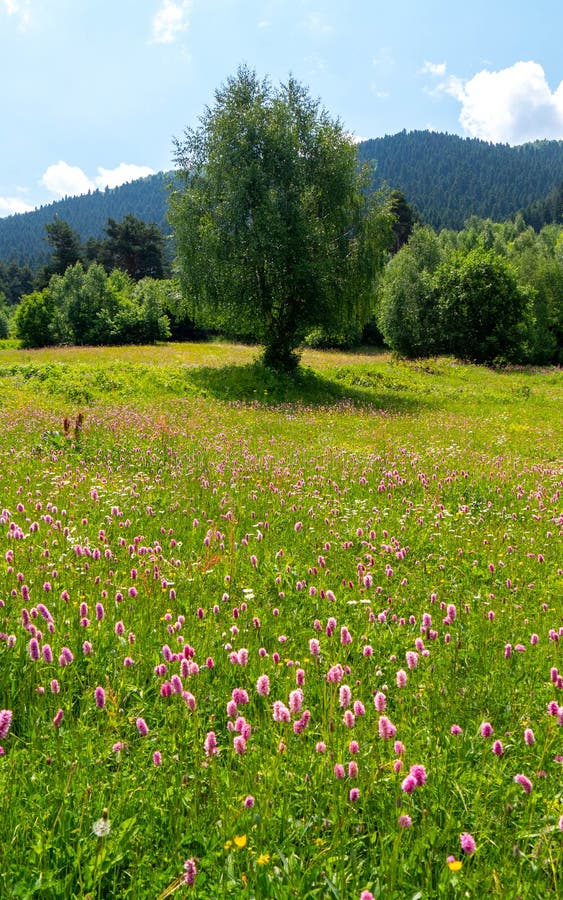 Beautiful View of Flower Valley in the Mountains Stock Image - Image of ...