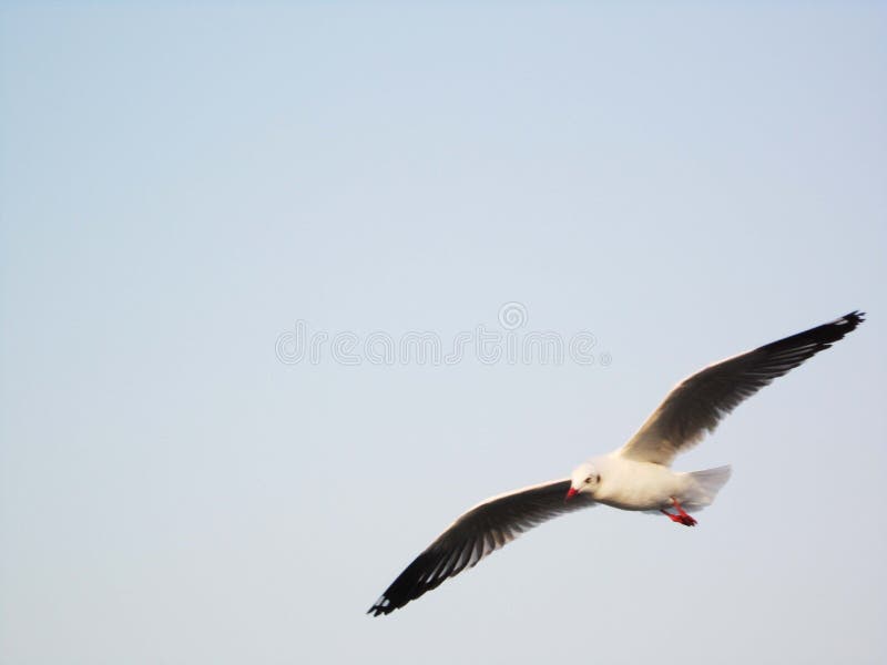 Beautiful Flying Bird Image with Text Space Stock Image - Image of text ...