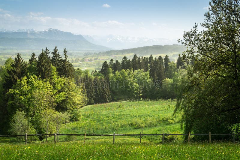 Beautiful View of a Forest Behind a Wooden Fence Stock Photo - Image of ...