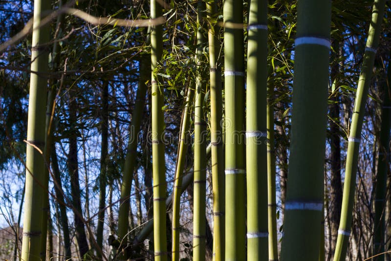 Beautiful View of a Forest of Green Bamboo Trees Stock Image - Image of ...