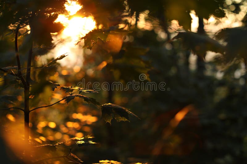Beautiful View of Forest with Many Trees in Morning Stock Photo - Image ...