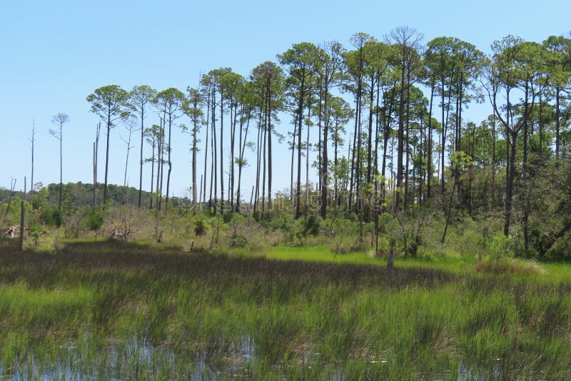 Forest and Marshes in North Florida Nature Stock Photo - Image of lake ...