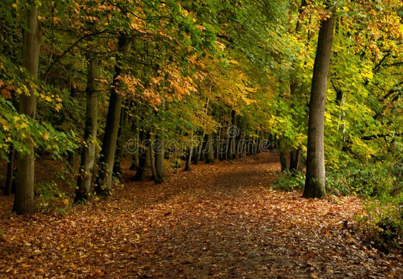 Beautiful View of a Forest Pathway in Fall Stock Image - Image of fall ...