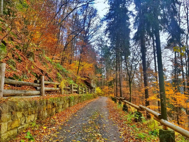 Beautiful View of a Forest Pathway during Fall Stock Image - Image of ...