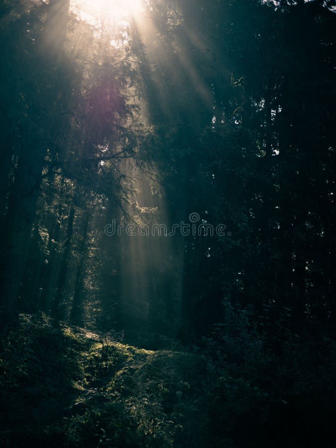 Beautiful View of Forest with a Popping Sun Rays through the Trees ...