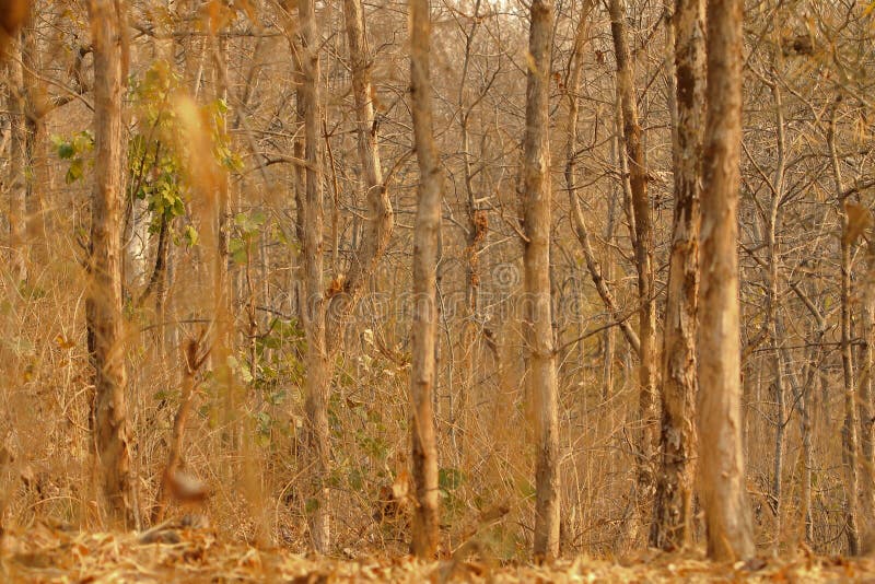 Background of Forest Dry Tree, Natural, Nature, Wallpaper Stock Photo ...