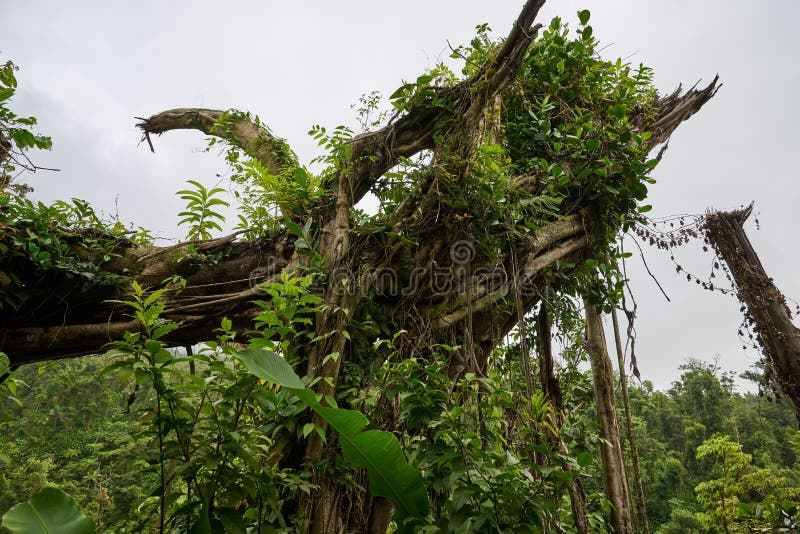 Beautiful View of a Forest with Various Types of Trees and Plants Stock ...
