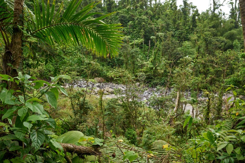 Beautiful View of a Forest with Various Types of Trees and Plants Stock ...