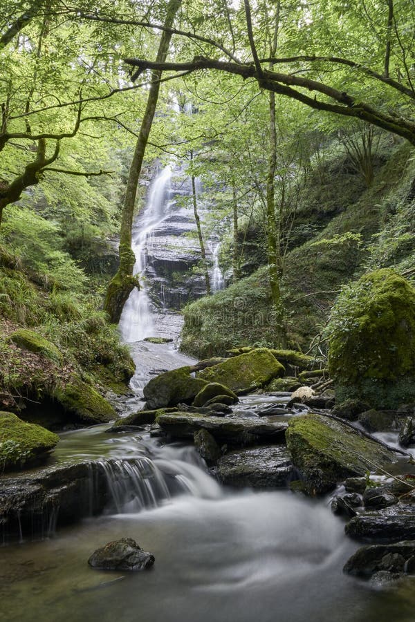 Beautiful View of a Forest with a Waterfall, Trees and Greenery Stock ...
