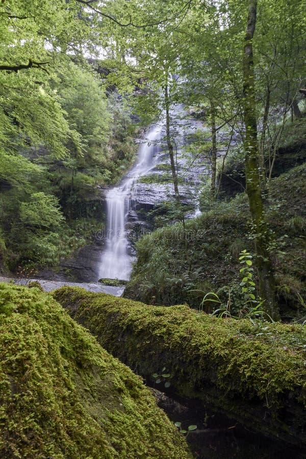 Beautiful View of a Forest with a Waterfall, Trees and Greenery Stock ...