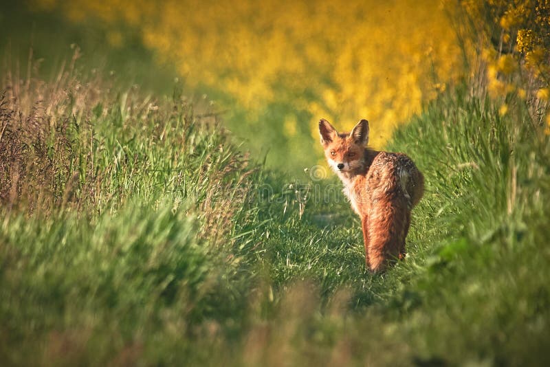 Beautiful View of a Fox in a Field of Wildflowers Stock Photo - Image ...