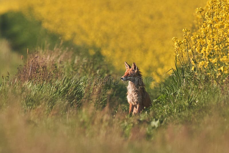 Beautiful View of a Fox in a Field of Wildflowers Stock Photo - Image ...