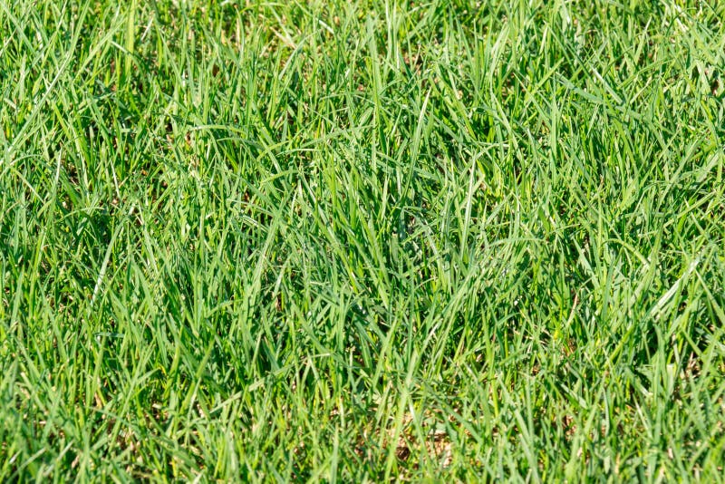 Beautiful View of Fresh Green Grass Stock Photo - Image of environment ...