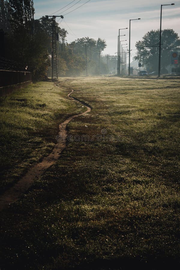 Beautiful View of Fresh Green Grass Field Stock Image - Image of plant ...