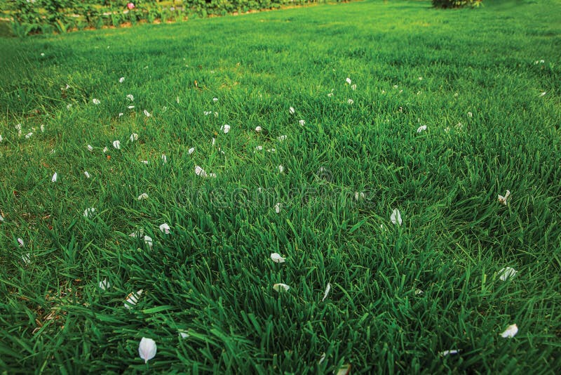 Beautiful View of Front Yard of Private Garden. Green Grass Lawn. Stock ...