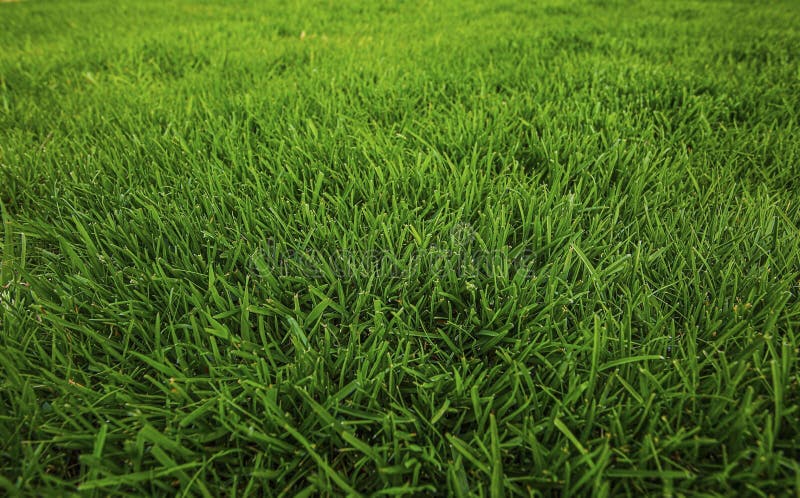 Beautiful View Of Front Yard Of Private Garden. Green Grass Lawn Stock ...