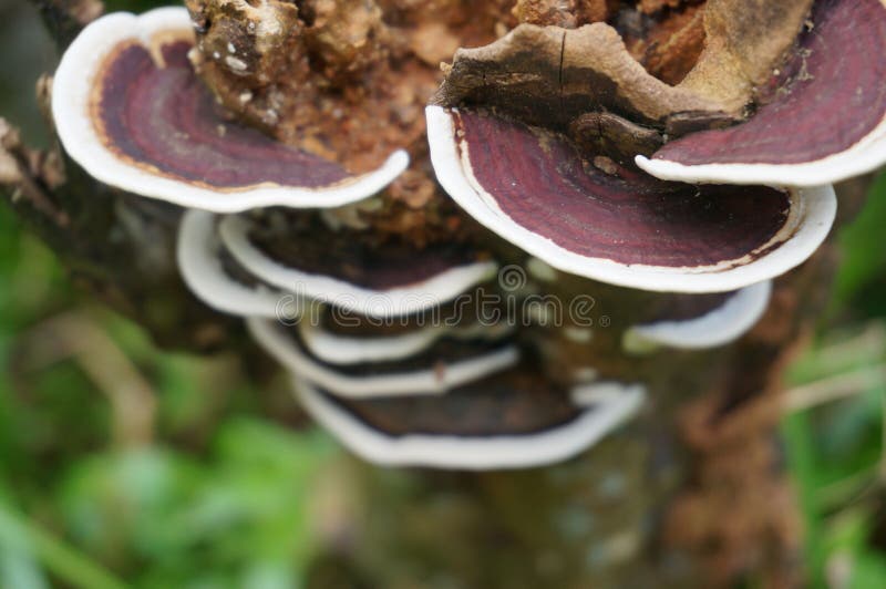 Beautiful View of Fungus on the Tree Stock Image - Image of natural ...