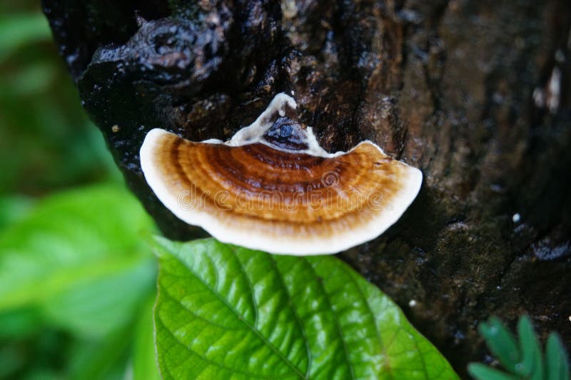 Beautiful View of Fungus on the Tree Stock Photo - Image of fungus ...