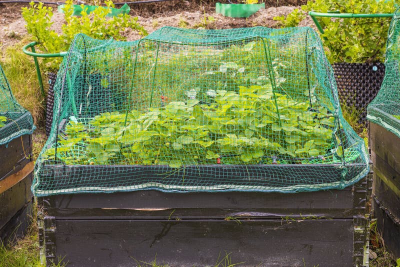 Beautiful View of Garden Plot with Strawberry Cultivation in Pallet ...