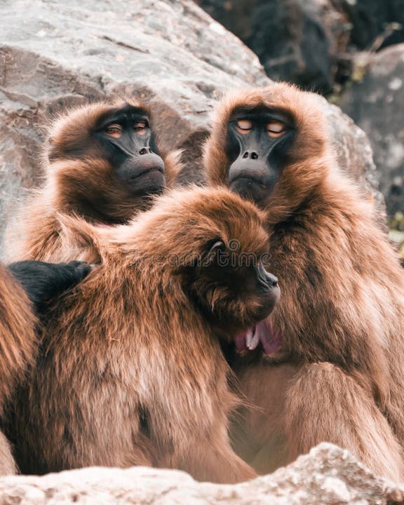 Beautiful View of Gelada Family Stock Photo - Image of wild, wildlife ...