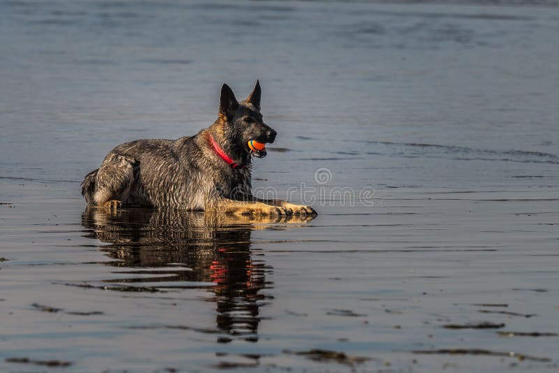 Beautiful View of a German Shepard Lying Down in the Beach in ...