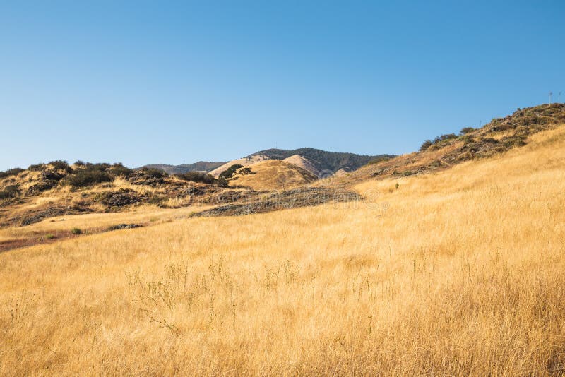 Beautiful View of a Golden Grass Field Under a Blue Sky Stock Photo ...