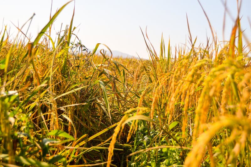Golden Rice Fields on Harvesting Time Stock Photo - Image of harvest ...