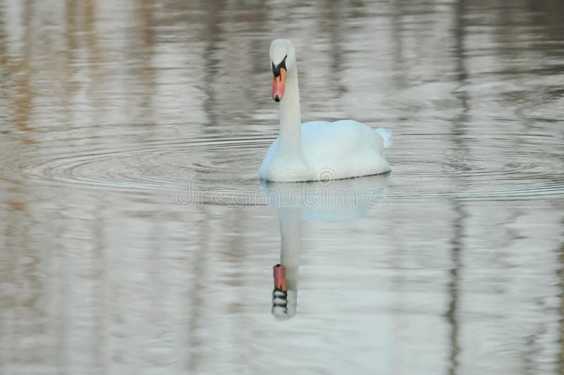 Beautiful View of a Graceful Swan Floating in the Calm Lake Stock Image ...