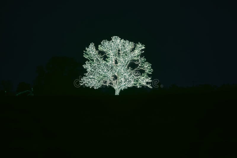 Beautiful View of a Green Bright Lightsome Tree in the Dark Stock Photo ...
