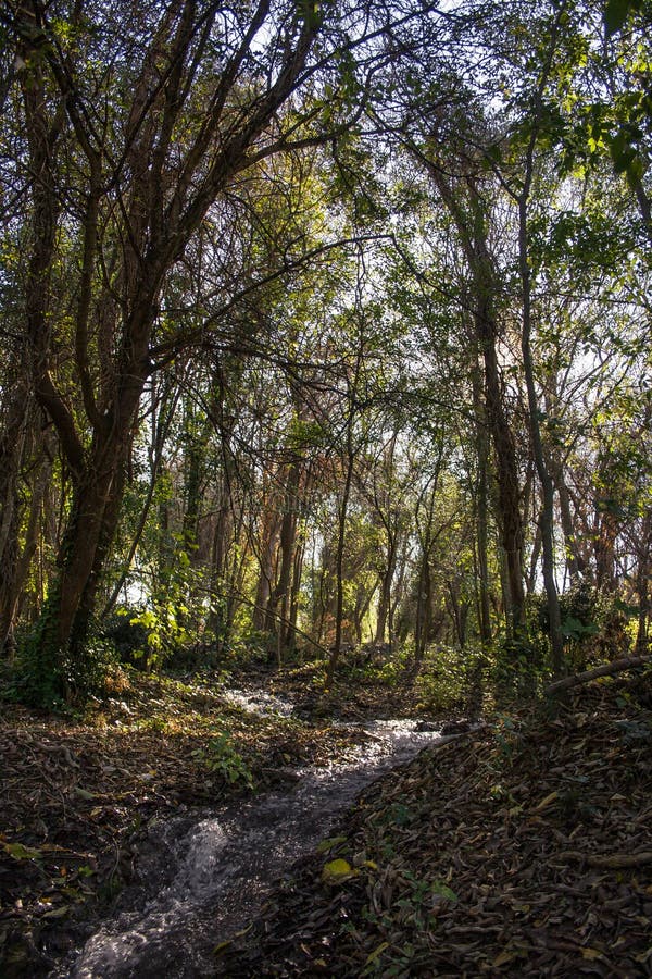 Beautiful View of the Green Cemetery Forest with a Forest River and a ...