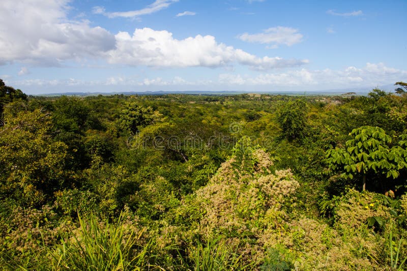 Kuba jungle stock photo. Image of beautiful, cuba, rural - 57878868