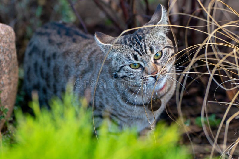 Beautiful View of a Green-eyed Tabby Cat. Stock Image - Image of wild ...