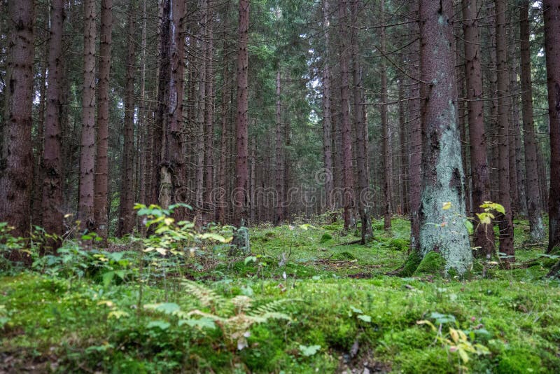 Beautiful View of a Green Forest with Tall Evergreen Trees during ...